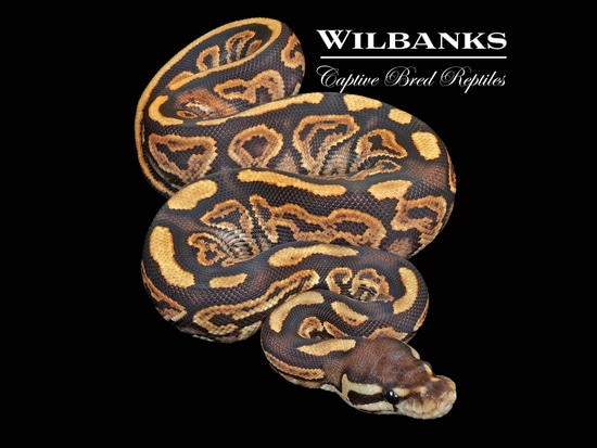 Black Fire Ball Python by Wilbanks Captive Bred Reptiles