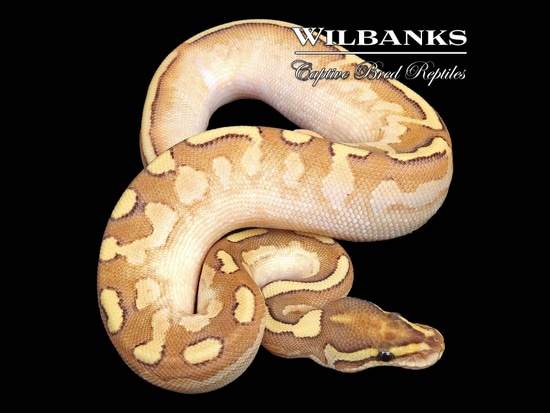 Sugar Nuclear Yellow Belly Ball Python by Wilbanks Captive Bred Reptiles