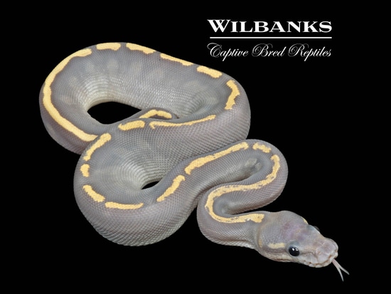 Blackhead Mojave GHI Ghost Ball Python by Wilbanks Captive Bred Reptiles