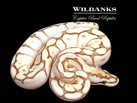 Nuclear Spider 100% Het. Clown Ball Python by Wilbanks Captive Bred ...