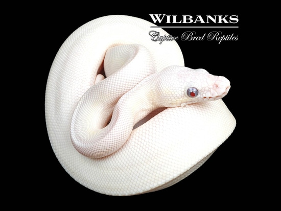 Blue Eyed Leucistic -Super Butter Ball Python by Wilbanks Captive Bred ...