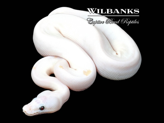 Super Fire Ball Python by Wilbanks Captive Bred Reptiles