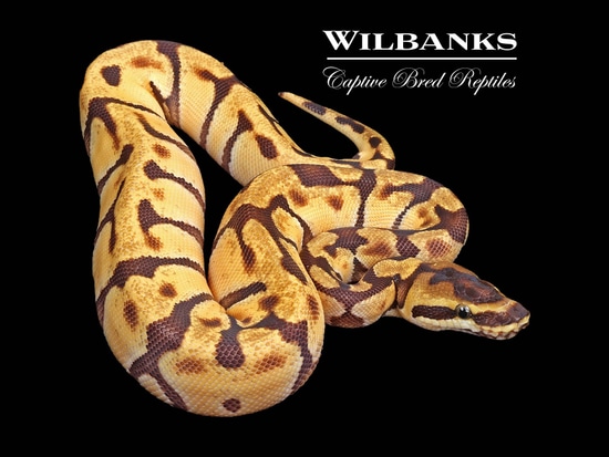 Super Enchi Russo Ball Python by Wilbanks Captive Bred Reptiles