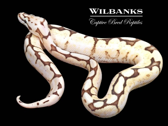 Fire Bee Ball Python by Wilbanks Captive Bred Reptiles