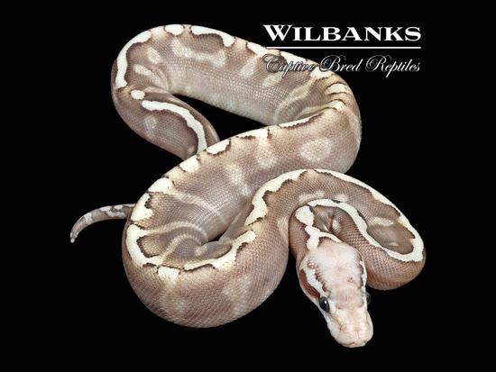 Super GHI Pastel Butter Ball Python by Wilbanks Captive Bred Reptiles