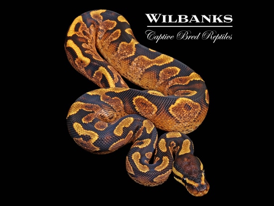 Sugar Enchi Yellow Belly Or Asphalt Ball Python by Wilbanks Captive ...