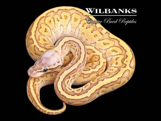 Emperor Pin Yellow Belly Or Gravel Ball Python by Wilbanks Captive Bred ...