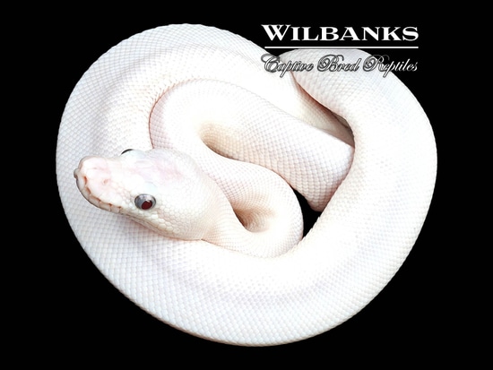 Blue Eyed Leucistic -Super Butter Ball Python by Wilbanks Captive Bred ...