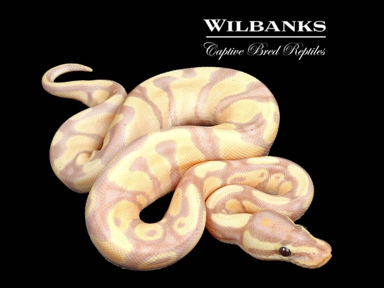 Banana Enchi Spark 100% Het. Pied Ball Python by Wilbanks Captive Bred ...