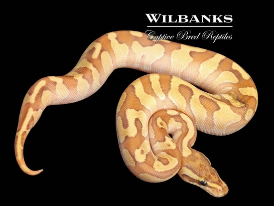 Nuclear Enchi Ball Python by Wilbanks Captive Bred Reptiles