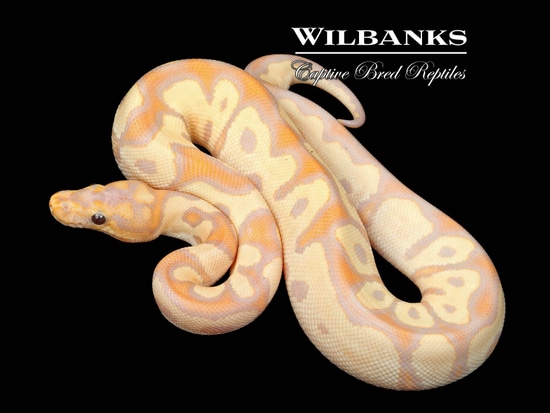 Banana Fire Clown Ball Python by Wilbanks Captive Bred Reptiles