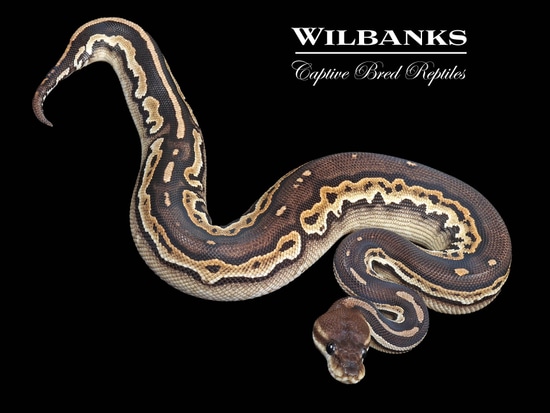 Blackhead Cinnamon 100% Het. Clown Ball Python by Wilbanks Captive Bred ...