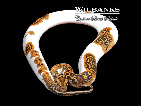 Piebald 100% Het. Albino Burmese Python by Wilbanks Captive Bred Reptiles