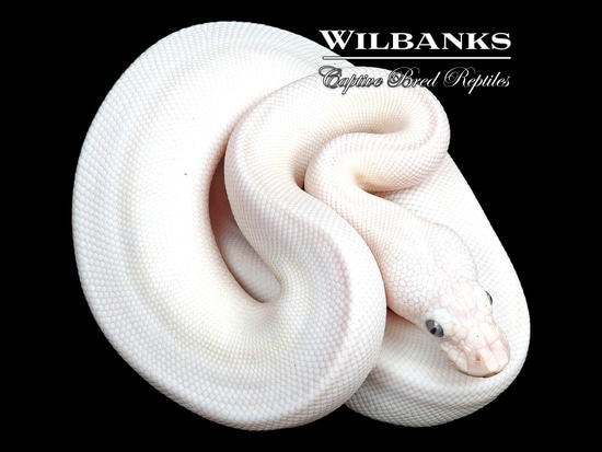 White Diamond Blue Eyed Leucistic (Super Russo) Ball Python by Wilbanks ...