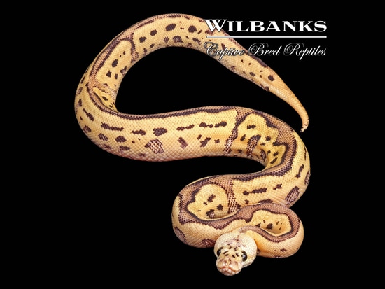 FireFly Leopard Clown Ball Python by Wilbanks Captive Bred Reptiles