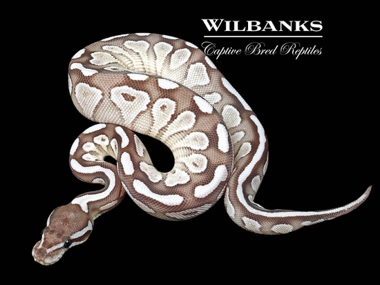Axanthic (VPI) Lesser Ball Python by Wilbanks Captive Bred Reptiles