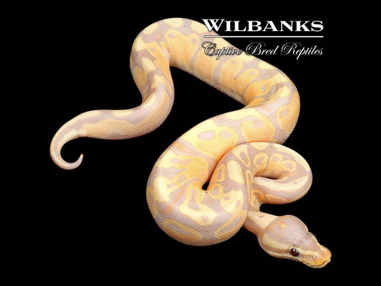 Banana Fire Ball Python by Wilbanks Captive Bred Reptiles