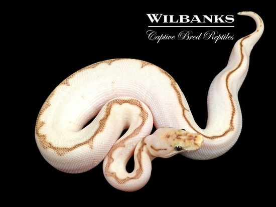 Nuclear Spider Clown Ball Python by Wilbanks Captive Bred Reptiles