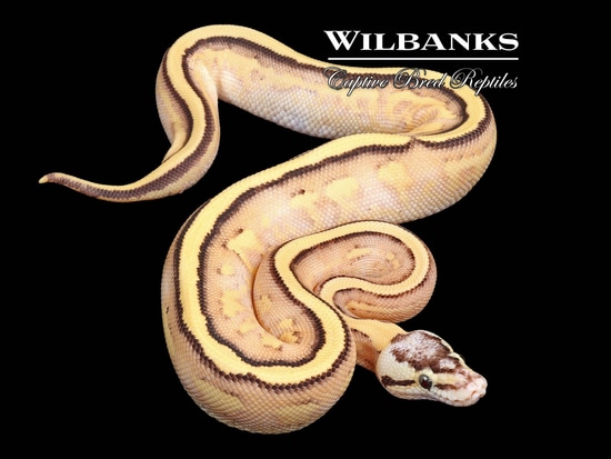 Pastel Orange Dream Super Stripe Ball Python by Wilbanks Captive Bred ...
