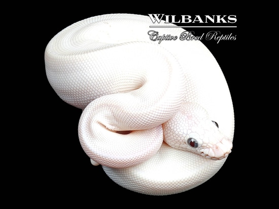 Blue Eyed Leucistic (Russo Butter) Ball Python by Wilbanks Captive Bred ...