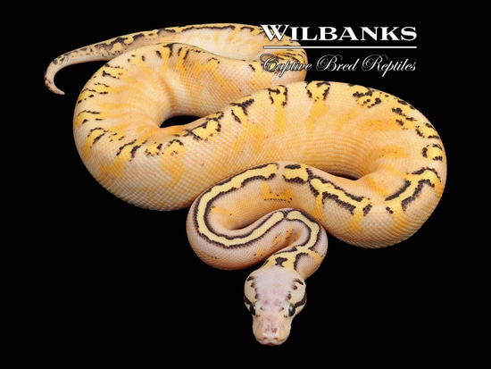 Freeway Super GHI Super Pastel Ball Python by Wilbanks Captive Bred ...