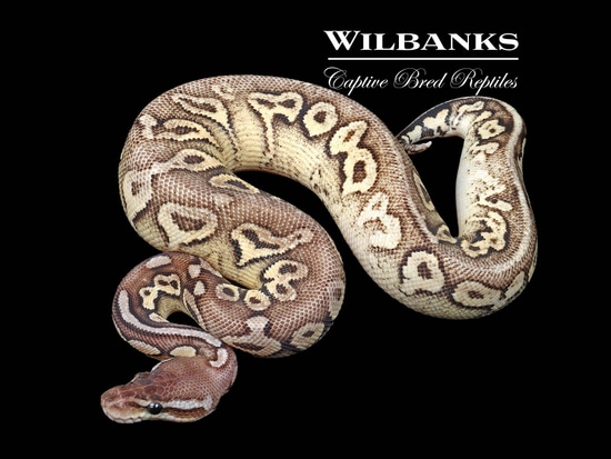 Pewter Yellow Belly Ball Python by Wilbanks Captive Bred Reptiles