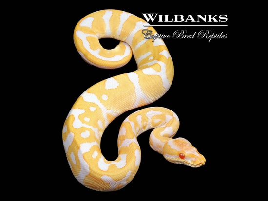 Albino Leopard Ball Python by Wilbanks Captive Bred Reptiles