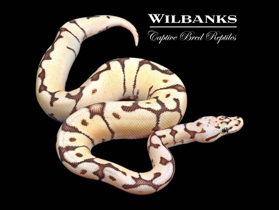 Fire Bee Ball Python by Wilbanks Captive Bred Reptiles