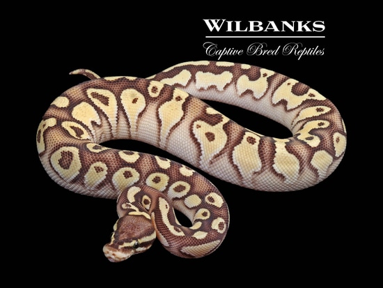 Orange Dream Pastel Butter Yellow Belly Ball Python by Wilbanks Captive ...