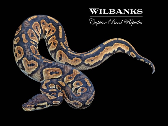 Orange Dream Black Pastel Ball Python by Wilbanks Captive Bred Reptiles