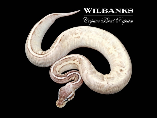 Pewter Fire Ball Python by Wilbanks Captive Bred Reptiles