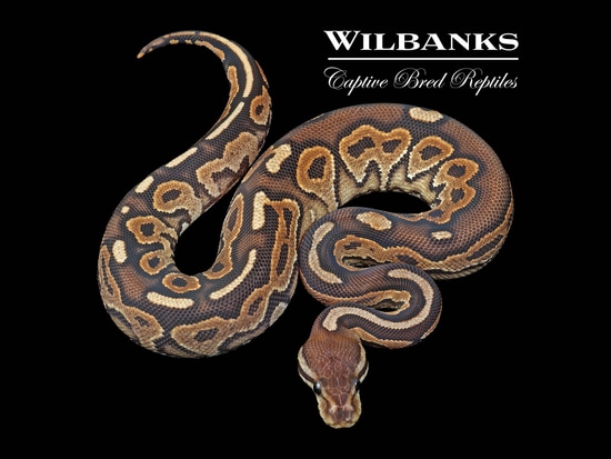 Cinnamon Spark Ball Python by Wilbanks Captive Bred Reptiles
