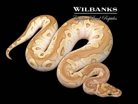 Butter Clown Ball Python by Wilbanks Captive Bred Reptiles