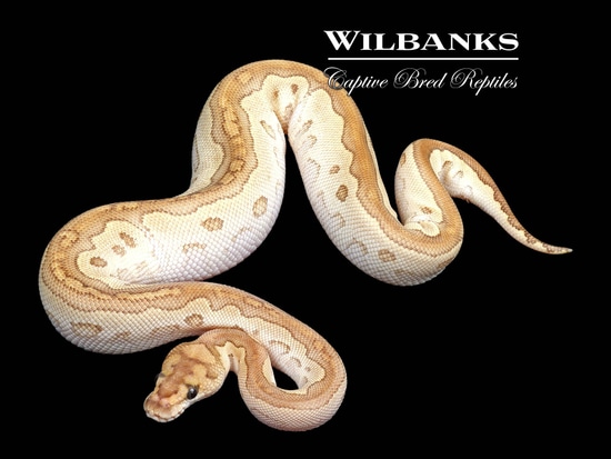 Butter Clown Ball Python by Wilbanks Captive Bred Reptiles