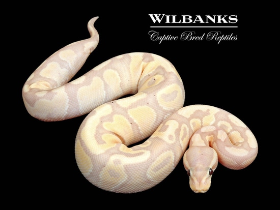 Banana Fire Ball Python by Wilbanks Captive Bred Reptiles