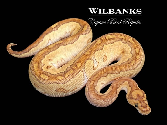 Butter Clown Ball Python by Wilbanks Captive Bred Reptiles