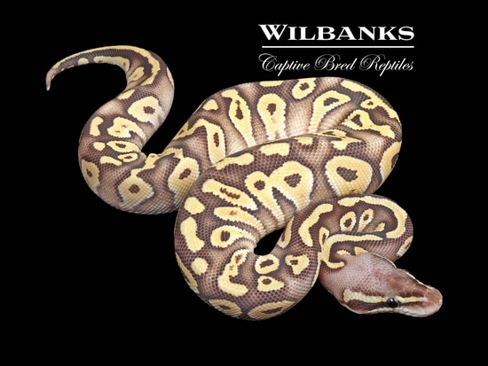 Pastel Mojave Ghost Ball Python by Wilbanks Captive Bred Reptiles