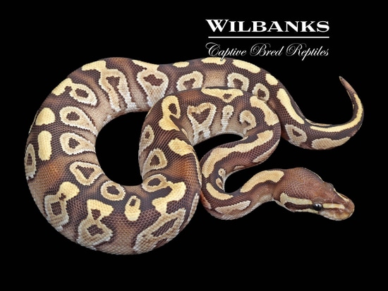 Mojave Fire Ball Python by Wilbanks Captive Bred Reptiles