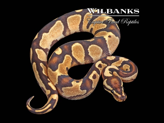 Fire Gravel Ball Python by Wilbanks Captive Bred Reptiles