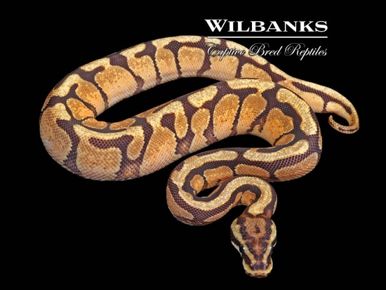 Enchi Spotnose Spark Ball Python by Wilbanks Captive Bred Reptiles