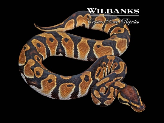 Orange Dream 100% Het. Orange Crush Ball Python by Wilbanks Captive Bred Reptiles