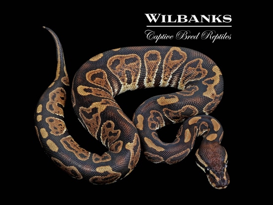 Sable Ball Python by Wilbanks Captive Bred Reptiles