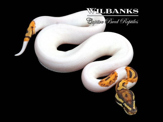Fire Pied Ball Python by Wilbanks Captive Bred Reptiles