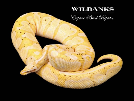Banana Pastel 100% Het. Piebald (Proven Breeder) Ball Python by ...