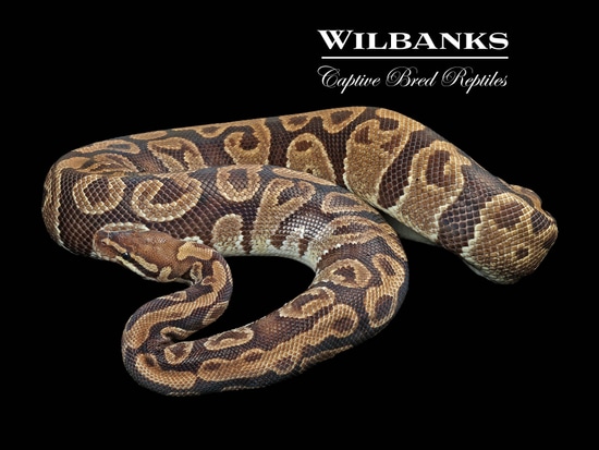 Normal (Proven Breeder) Ball Python by Wilbanks Captive Bred Reptiles