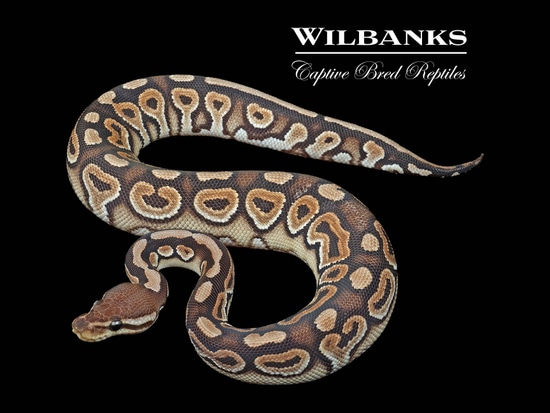 Cinnamon 100% Het. Clown Ball Python by Wilbanks Captive Bred Reptiles