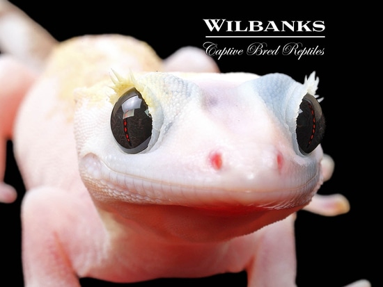 🔥 NO RESERVE🔥 Super Fire Aka Black Eyed Leucistic Crested Gecko by ...