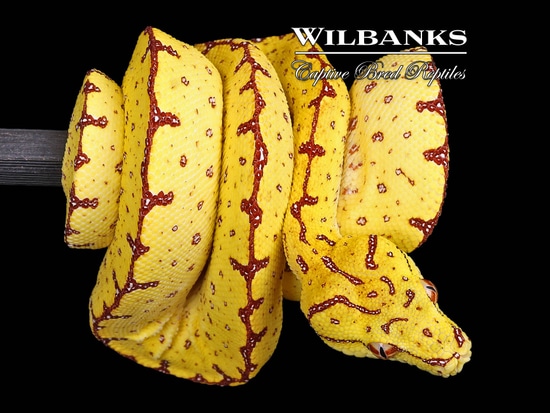 USCBB Jayapura Green Tree Python by Wilbanks Captive Bred Reptiles