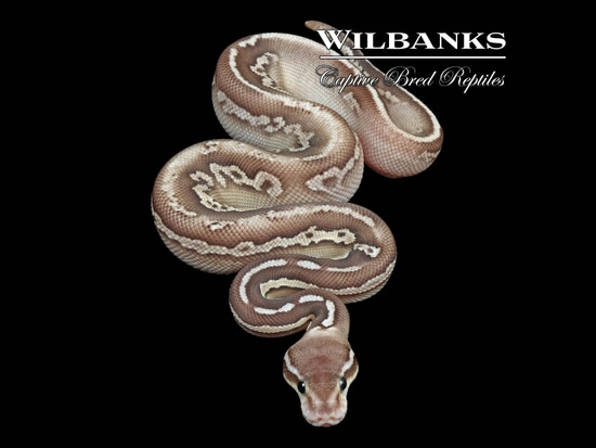 Black Pewter Fire Ball Python by Wilbanks Captive Bred Reptiles