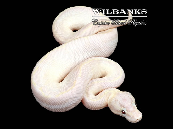 Banana Ivory Ball Python by Wilbanks Captive Bred Reptiles